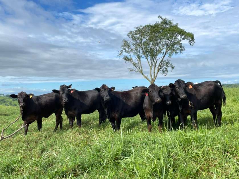 Raça Brangus vem crescendo no Paraná – Agropecuária Estrela do Céu